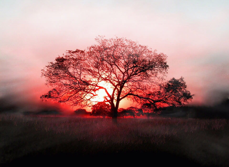 Pine junction public Page