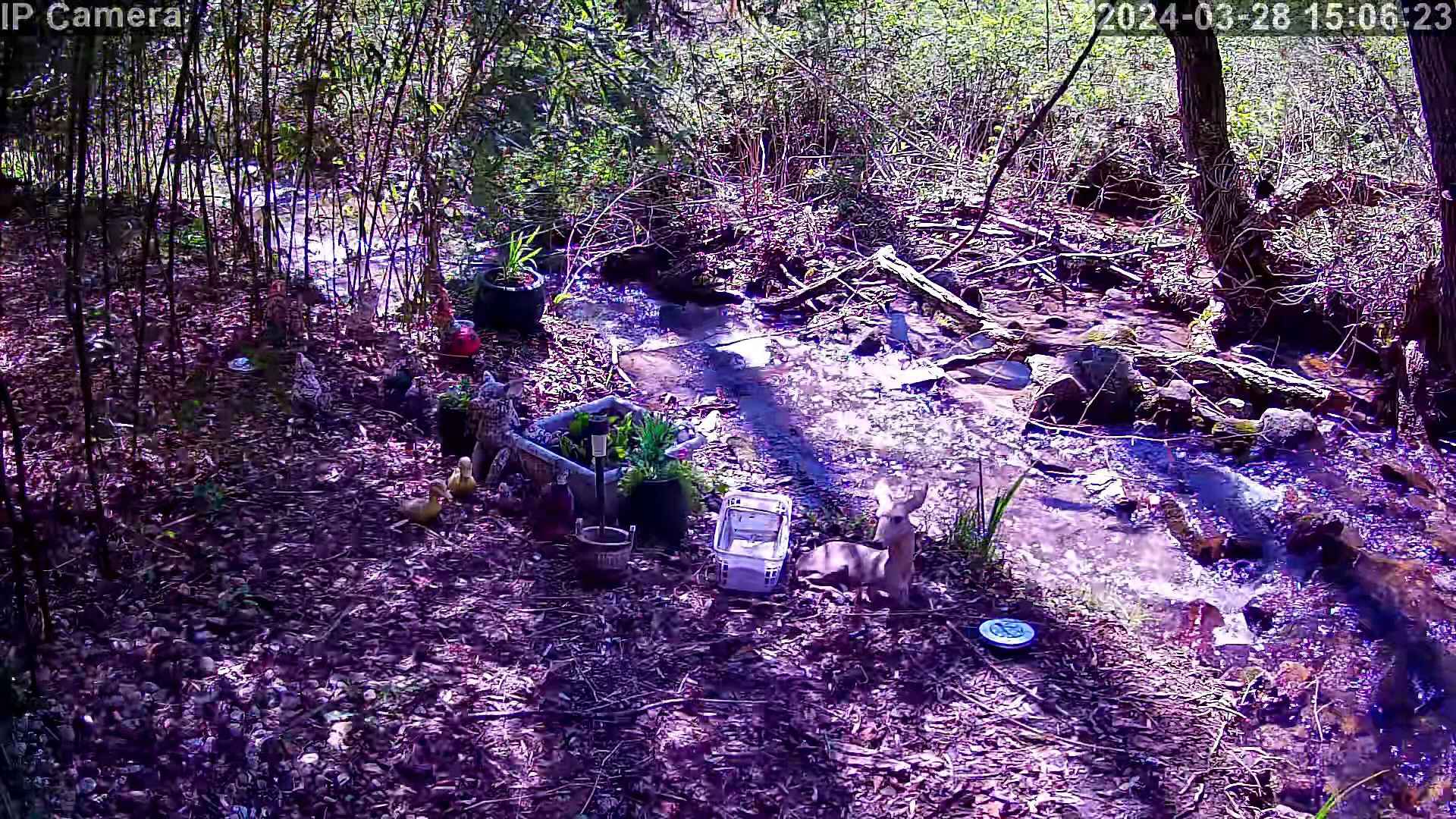 Whittier NC CritterCam